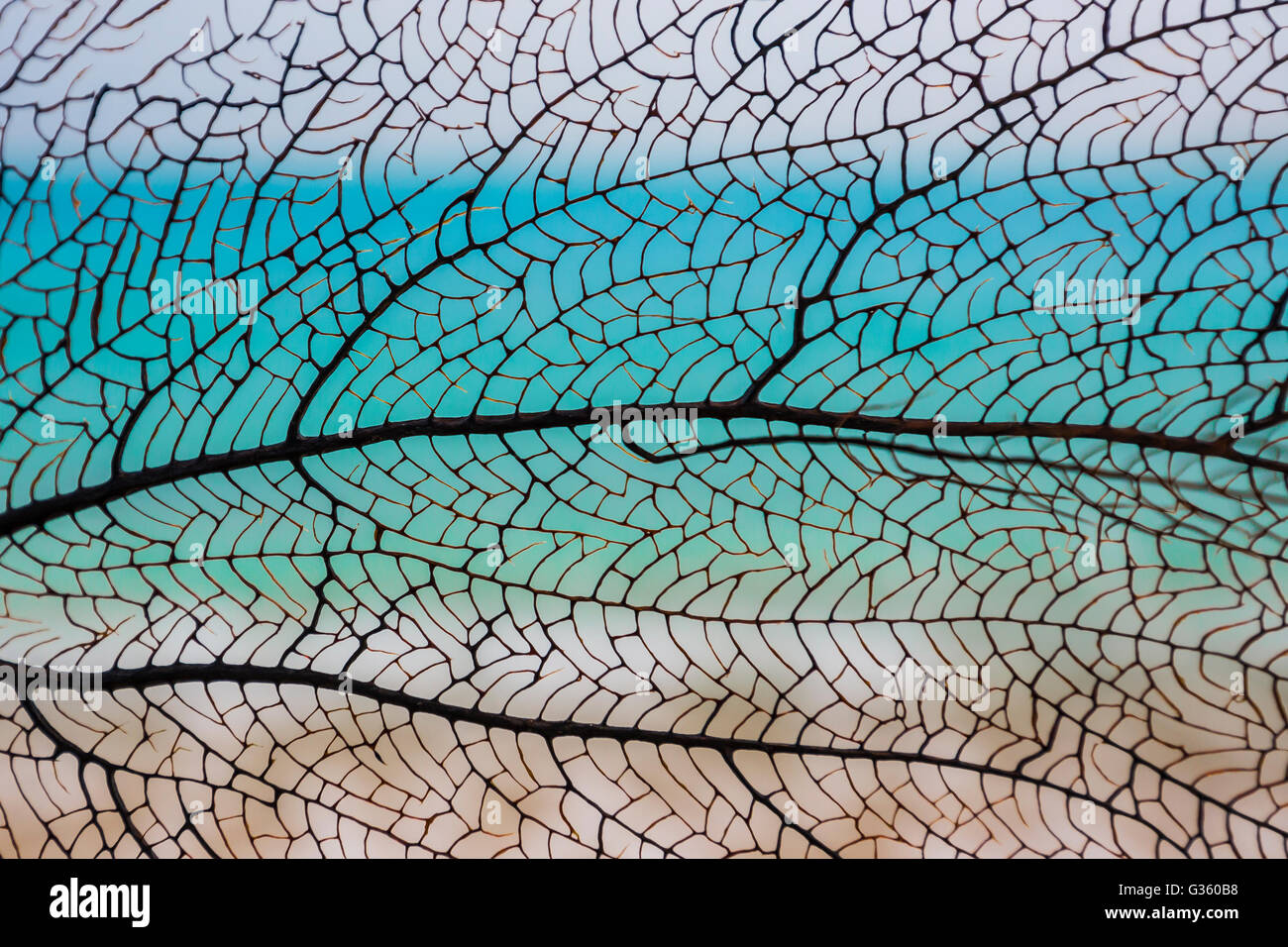 Purple Sea Fan Stock Photos & Purple Sea Fan Stock Images - Alamy