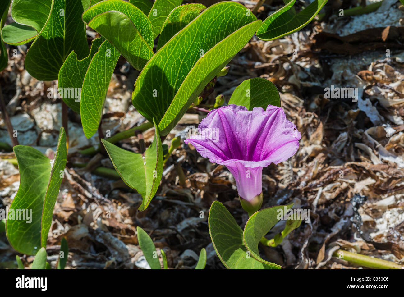Railroad Vine, Ipomoea pes-caprae, aka Beach Morning Glory, on a sand ...