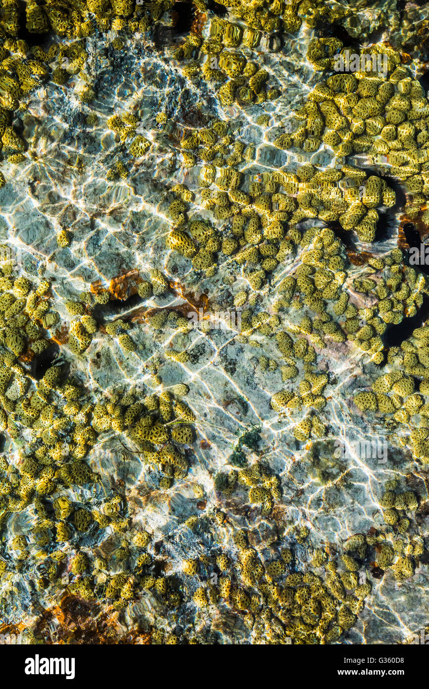 Living coral viewed from the moat wall at Dry Tortugas National Park ...