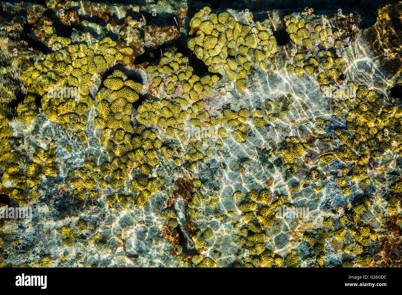 Living coral viewed from the moat wall at Dry Tortugas National Park ...