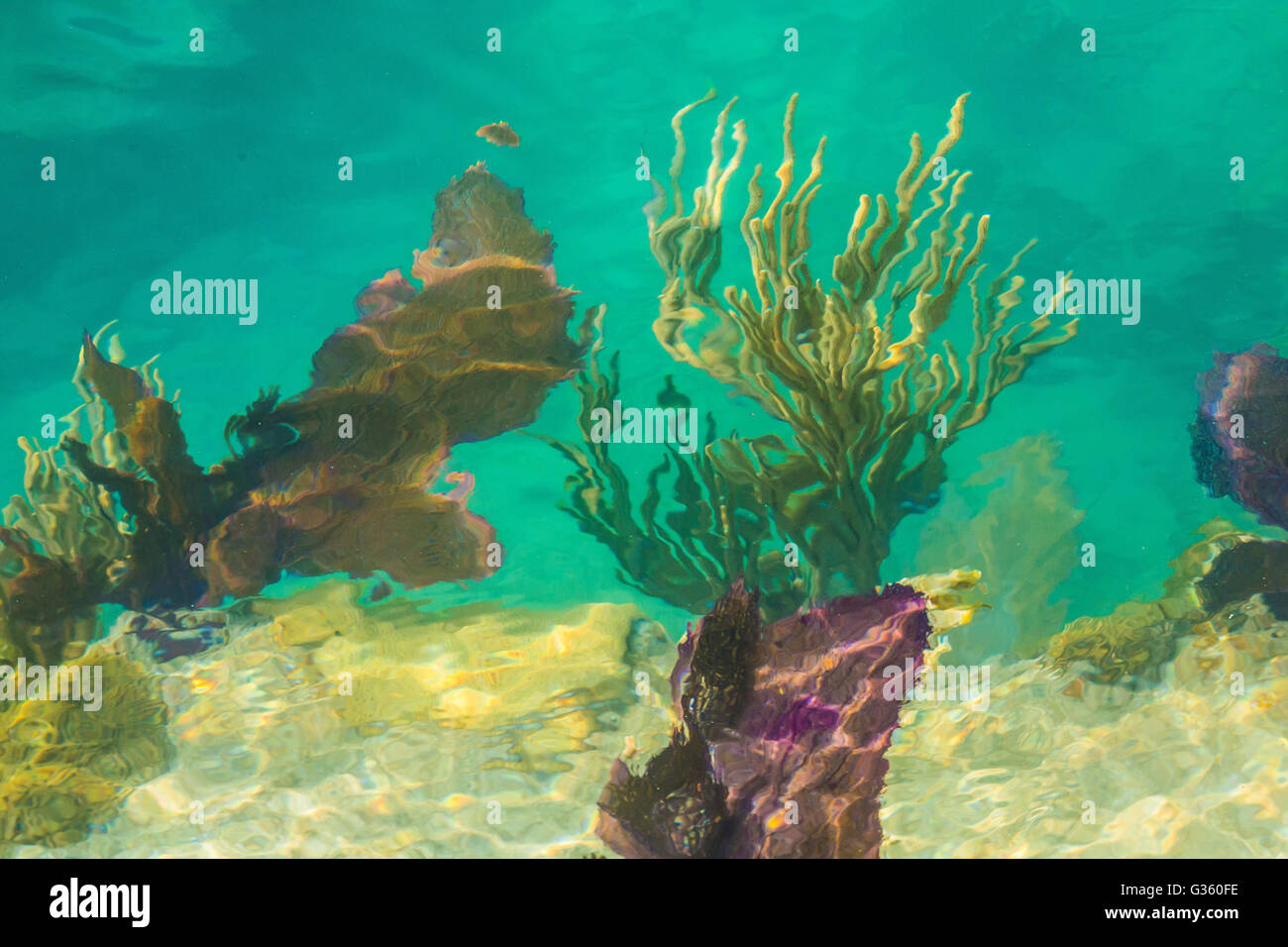 Coral and the shallow sea just outside the moat of Fort Jefferson on ...