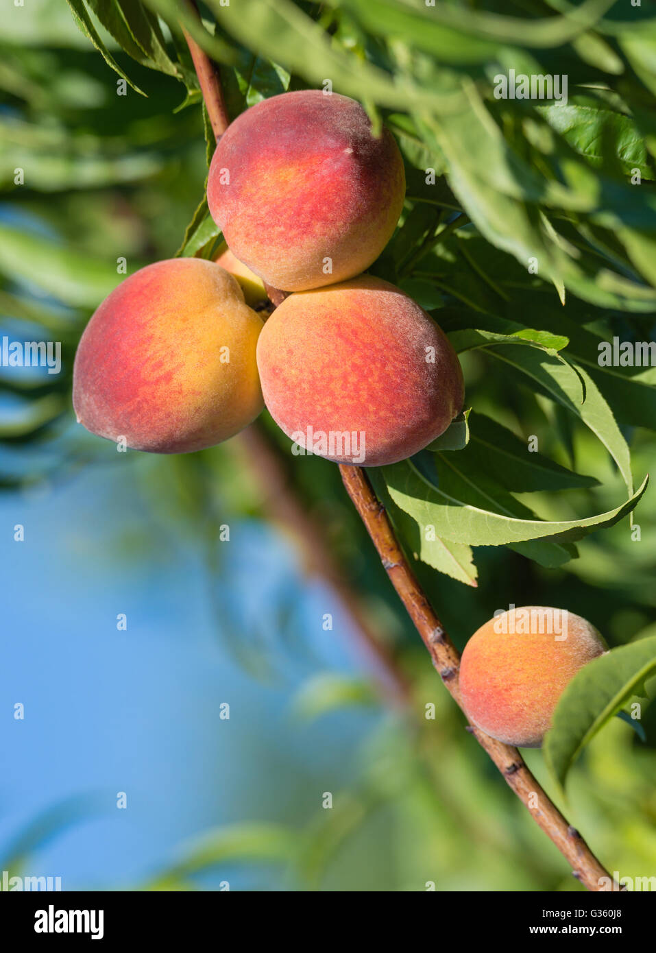 Peach tree hi-res stock photography and images - Alamy