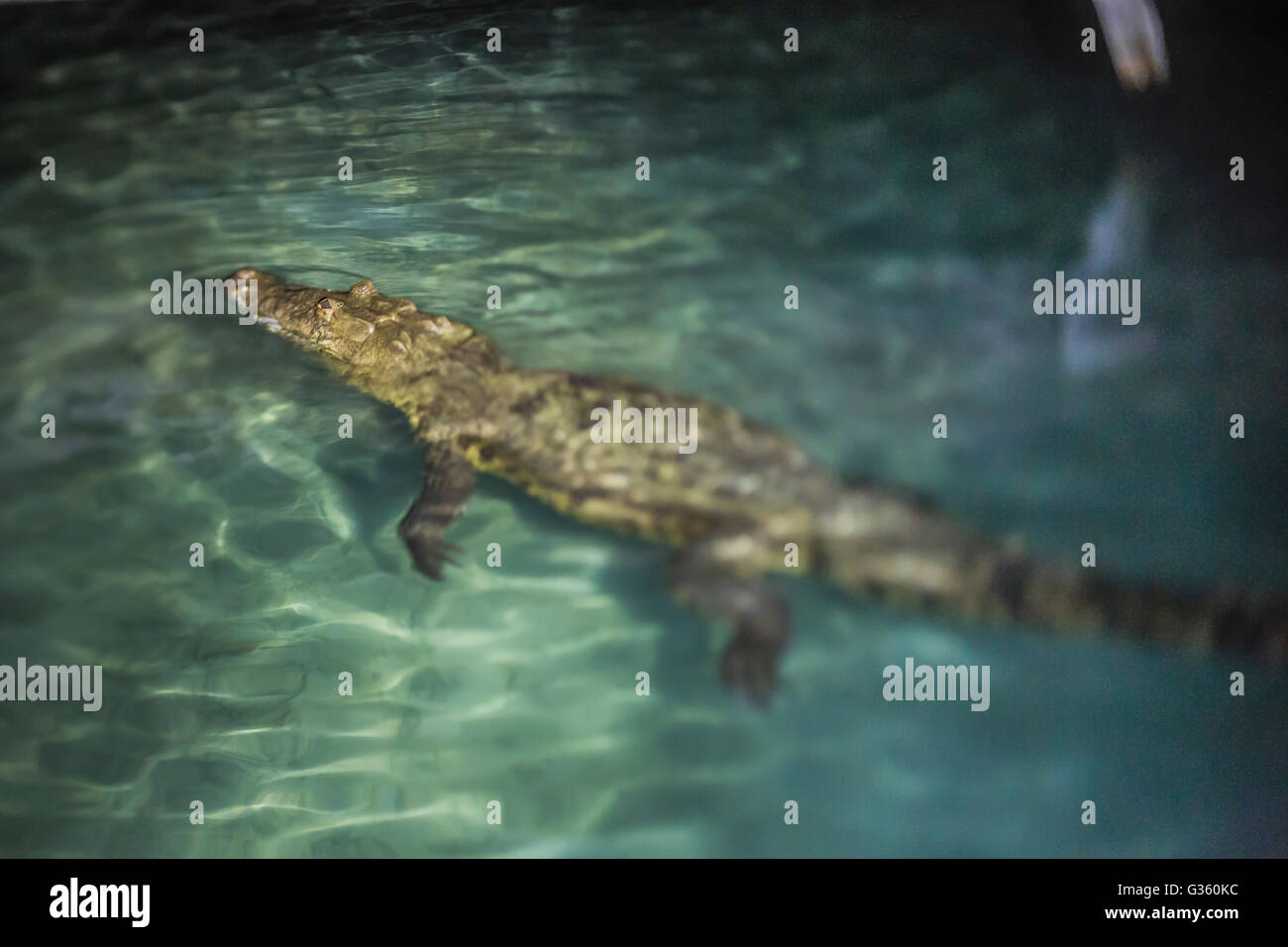 American Crocodile, Crocodylus acutus, at night at Fort Jefferson on ...