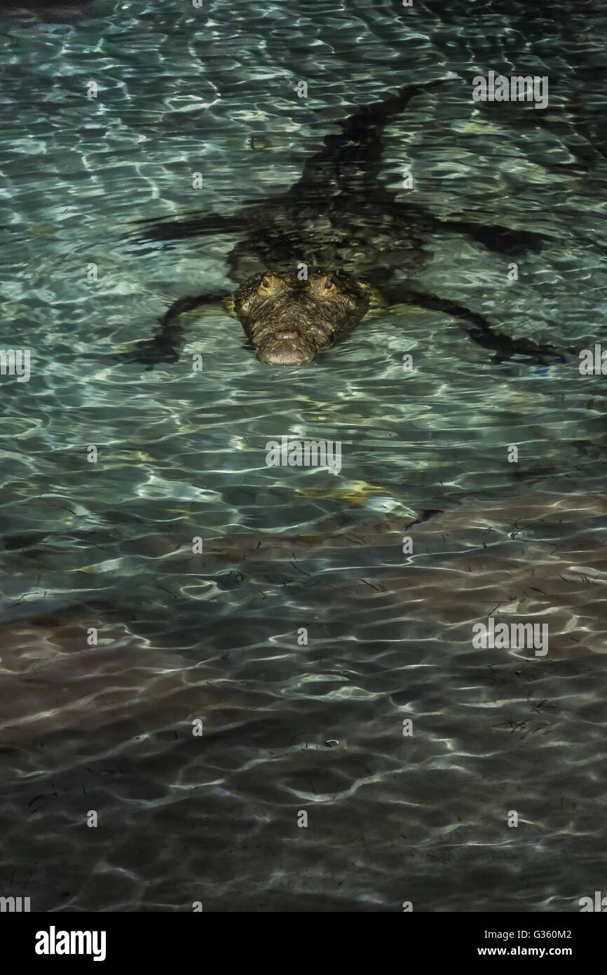 American Crocodile, Crocodylus acutus, at night at Fort Jefferson on ...