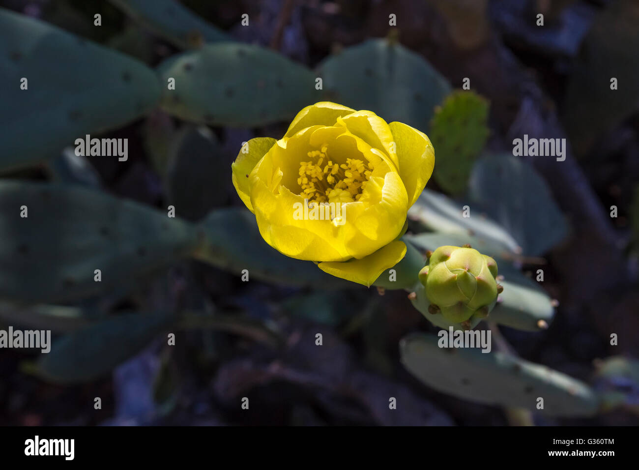 Florida cactus hi-res stock photography and images - Alamy
