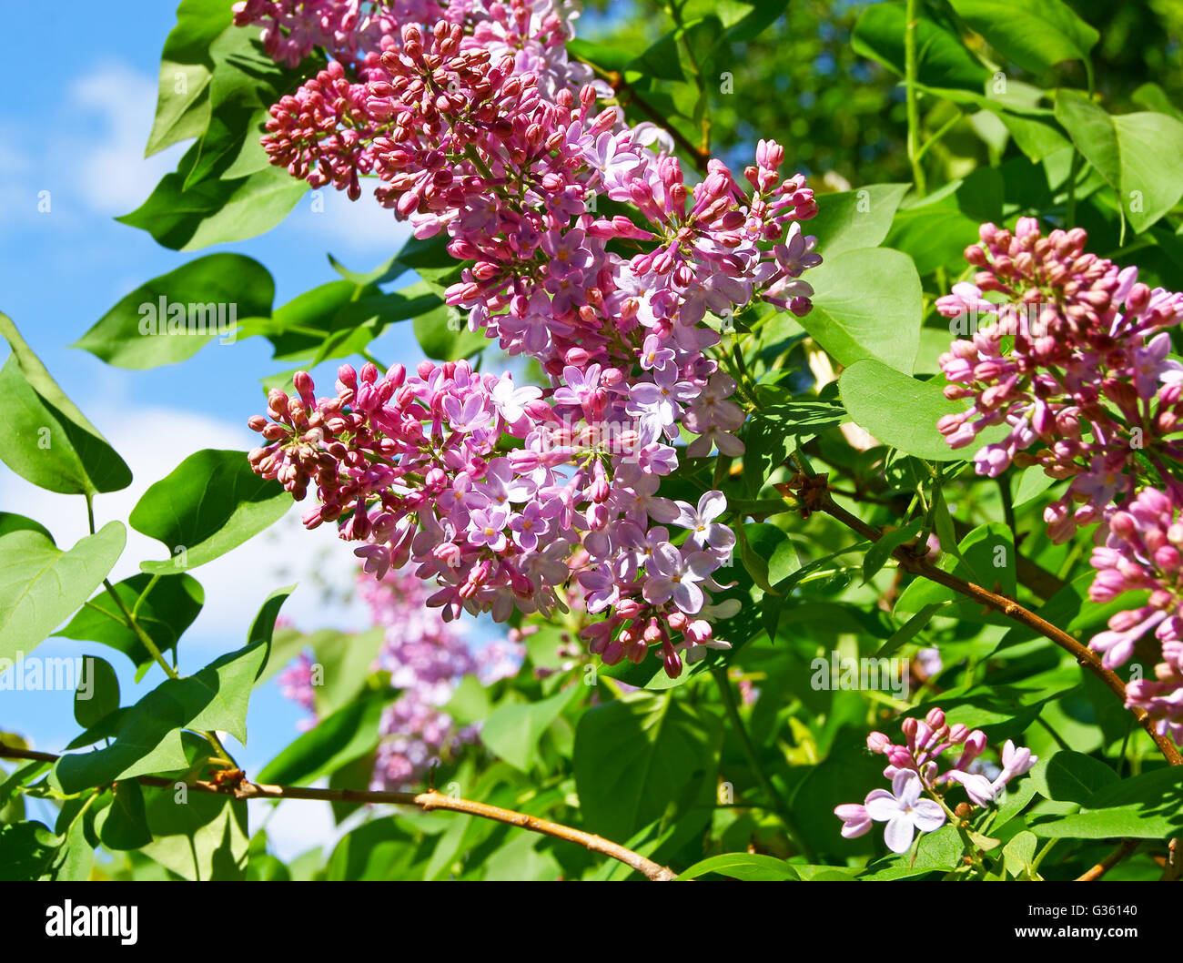 Lilac syringe flowers Stock Photo - Alamy