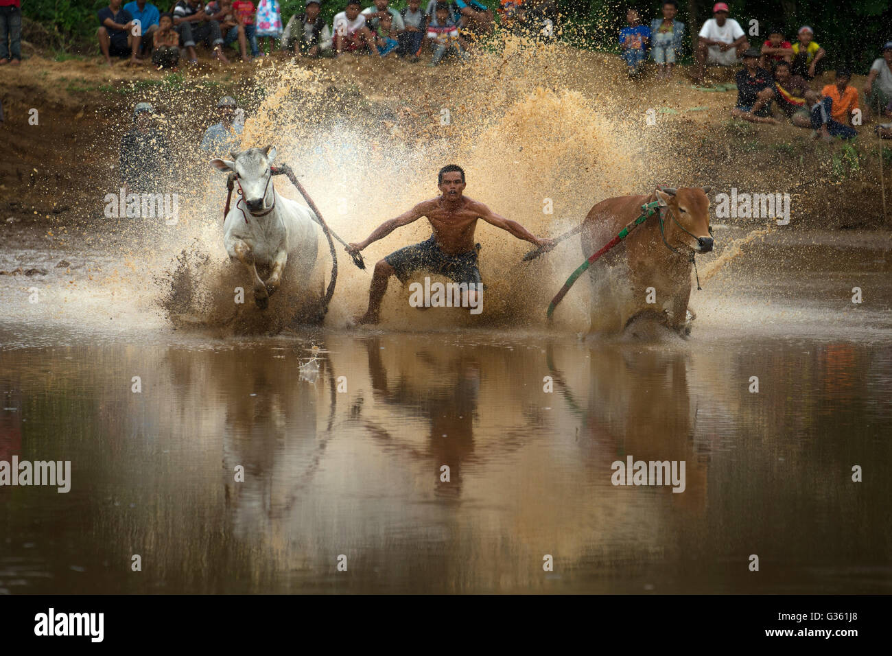 A jockey controlling his cow during the action of Pacu Jawi (Cow Race ...