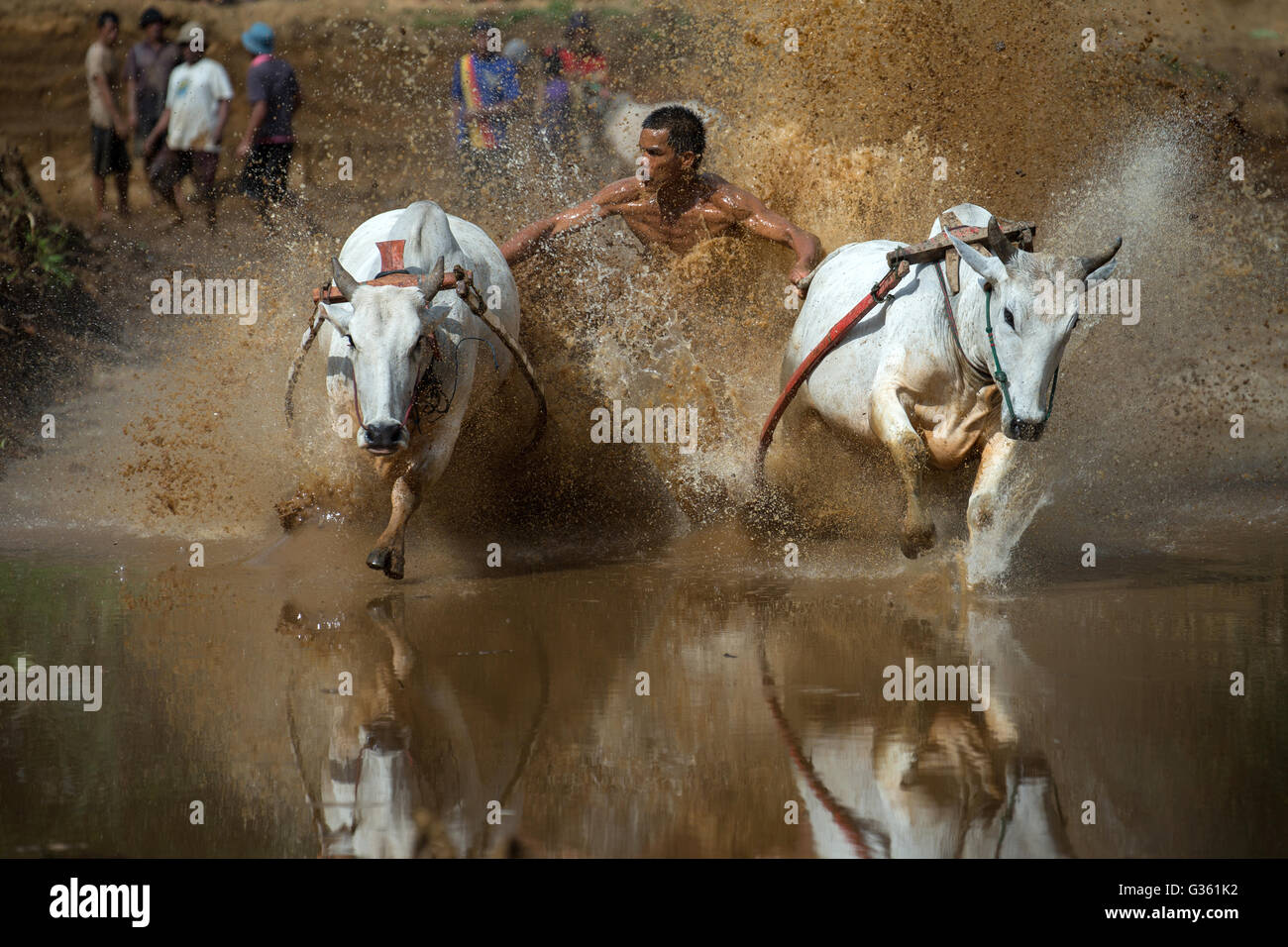 A jockey controlling his cow during the action of Pacu Jawi (Cow Race ...