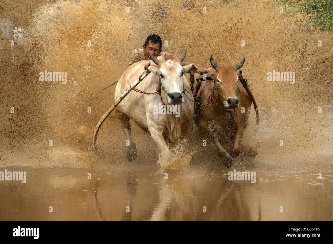 A jockey controlling his cow during the action of Pacu Jawi (Cow Race ...