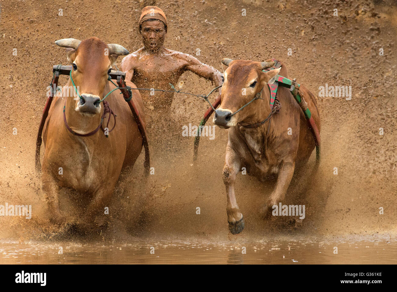 A jockey controlling his cow during the action of Pacu Jawi (Cow Race ...
