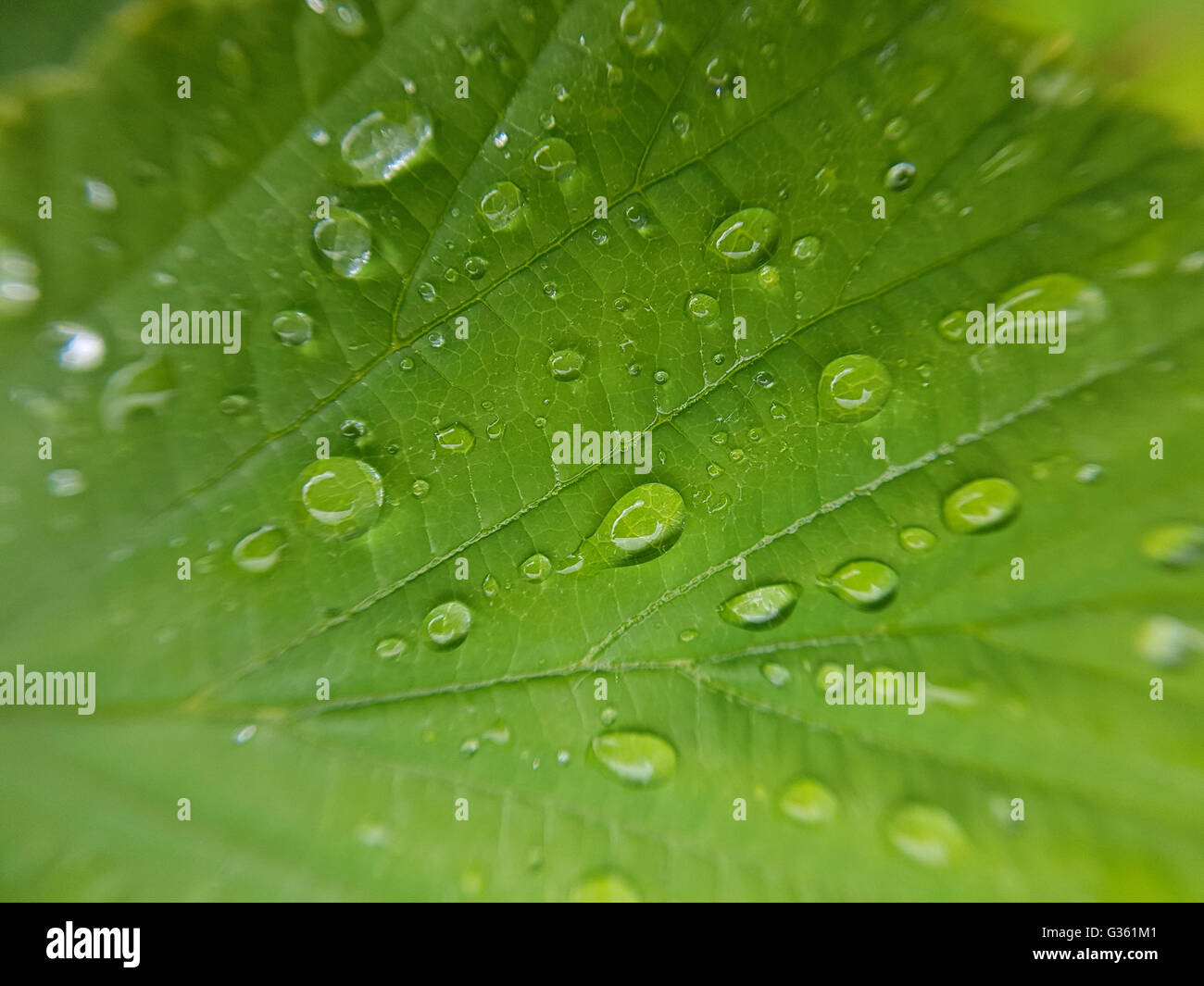Tauperle hi-res stock photography and images - Alamy