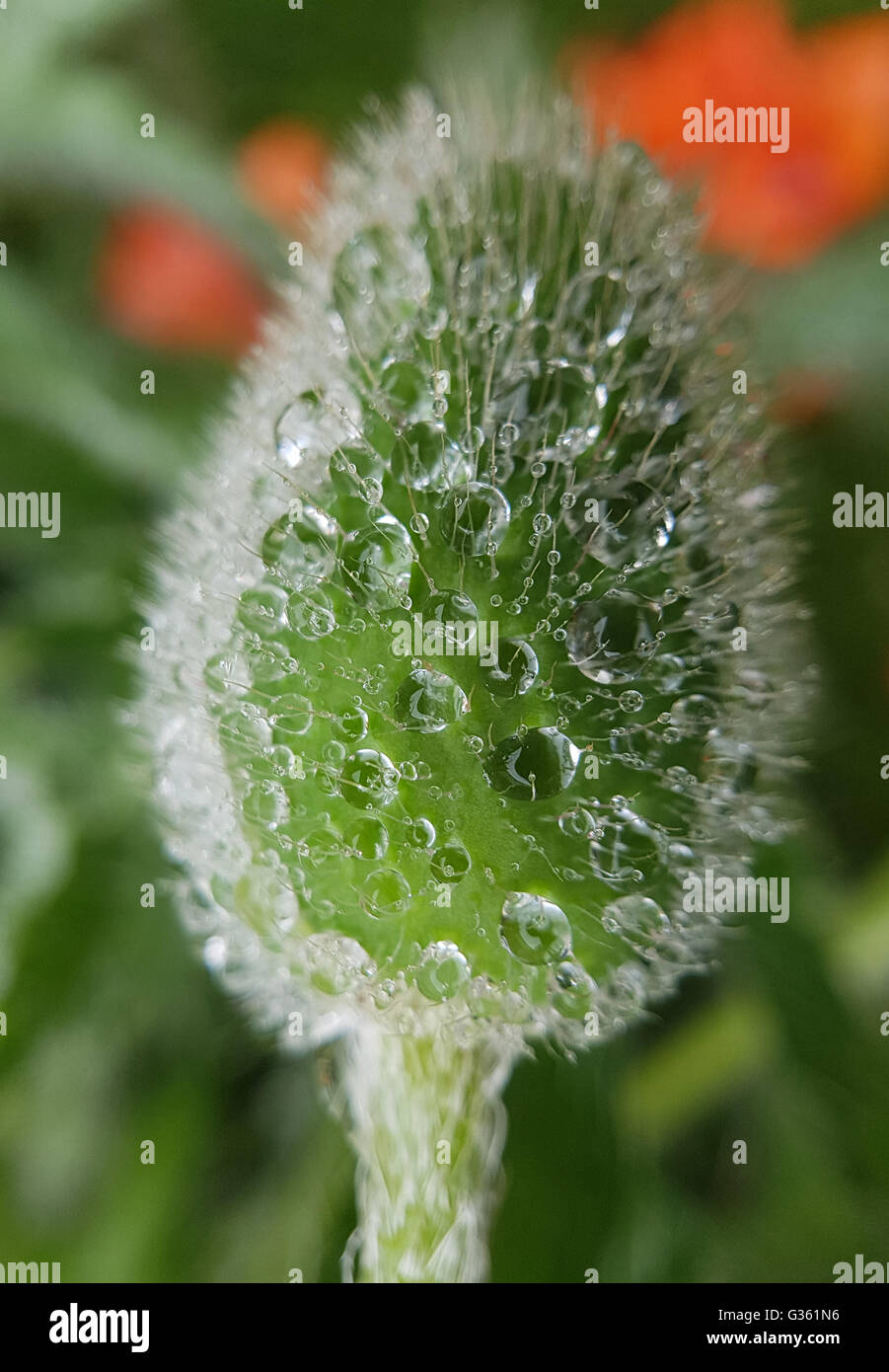 Tautropfen; Wasser; Struktur; Tau; Regentropfen Stock Photo - Alamy