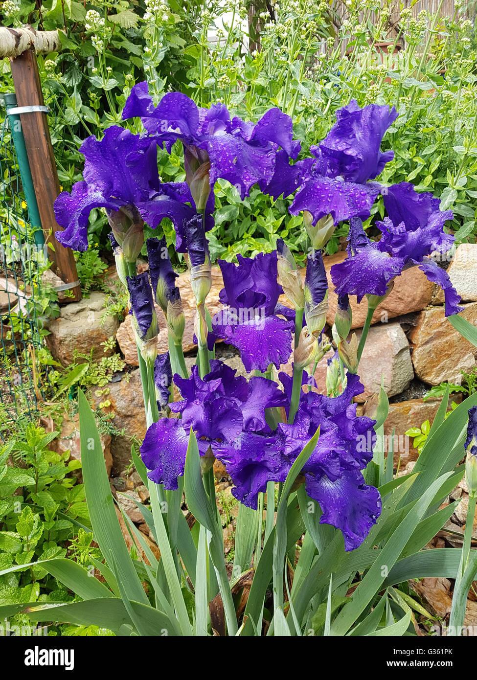 Schwertlilie, Iris Barbata-Elatior, Blue Rhythm, Steingarten Stock Photo - Alamy