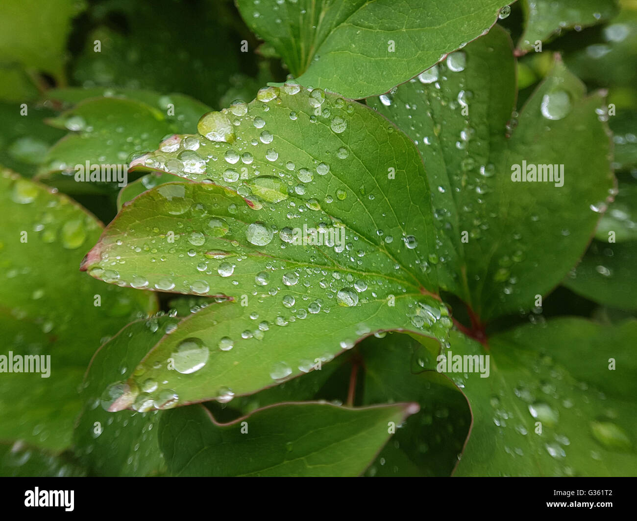 Tautropfen; Wasser; Struktur; Tau; Regentropfen Stock Photo - Alamy