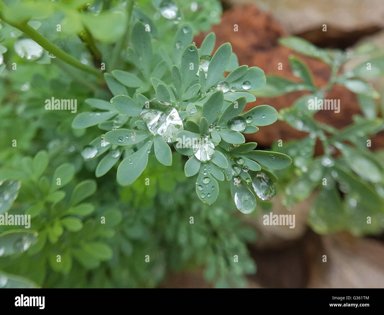 Tautropfen; Wasser; Struktur; Tau; Regentropfen Stock Photo - Alamy