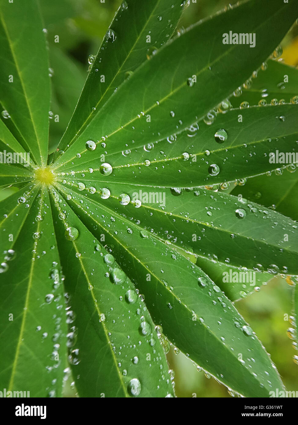 Tautropfen; Wasser; Struktur; Tau; Regentropfen Stock Photo - Alamy