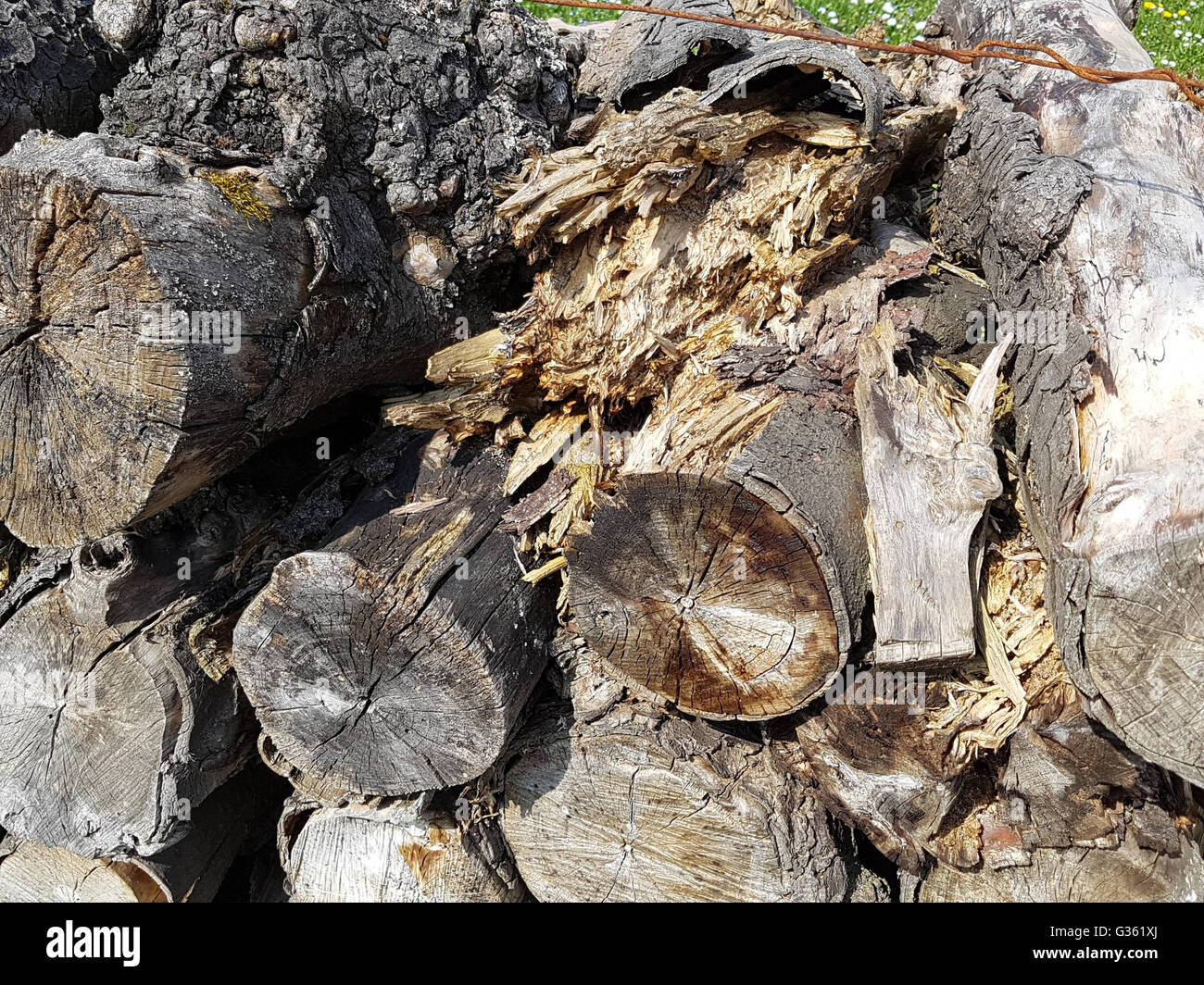 Baumstamm morsch hi-res stock photography and images - Alamy