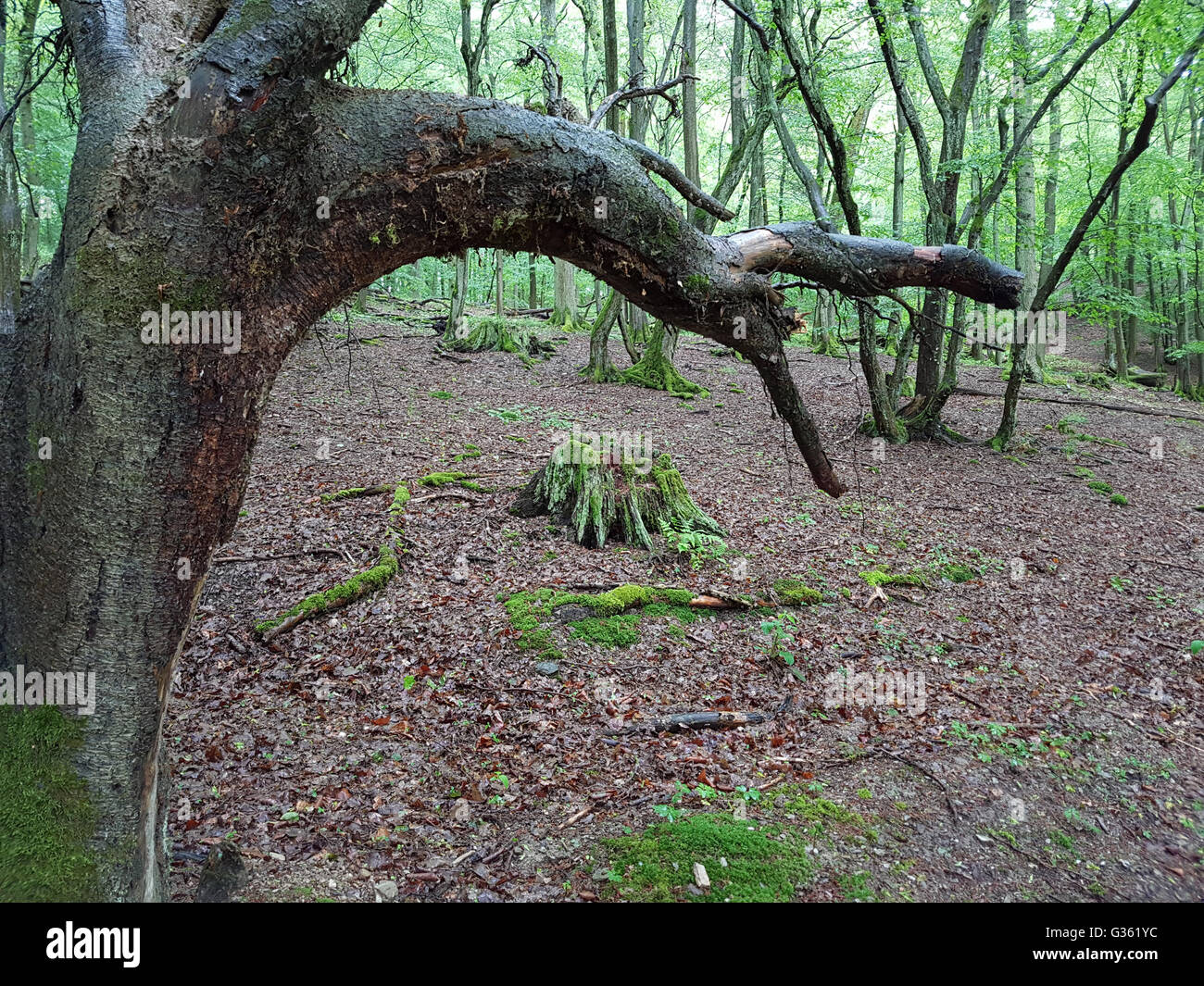 Morscher baumstamm hi-res stock photography and images - Alamy