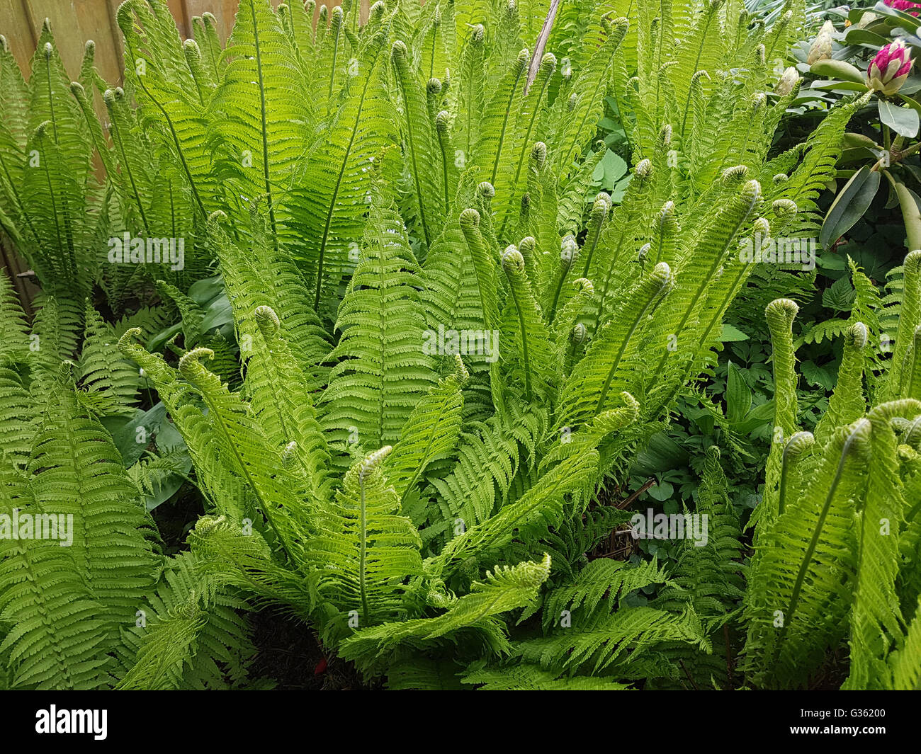 Bodendecker farn hi-res stock photography and images - Alamy