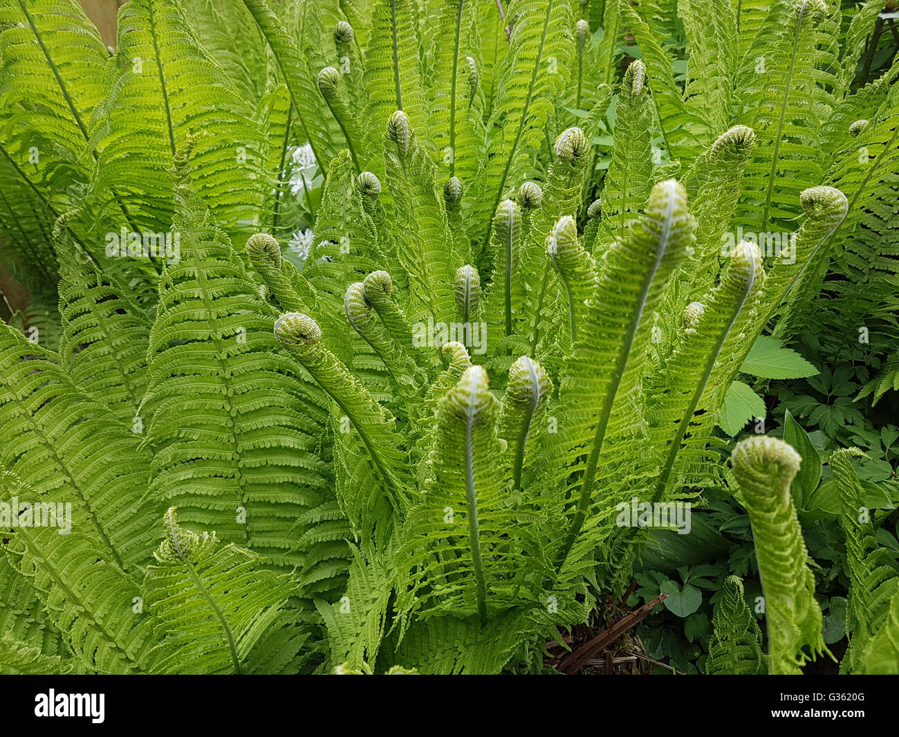 Echter Farn High Resolution Stock Photography and Images - Alamy