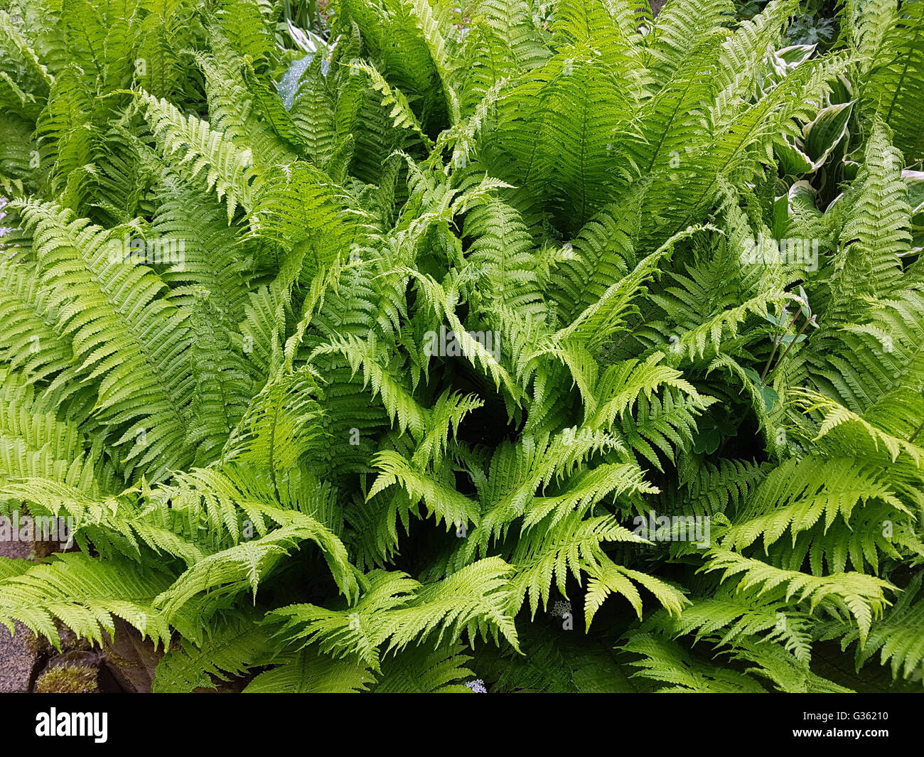 Echter Farn High Resolution Stock Photography and Images - Alamy