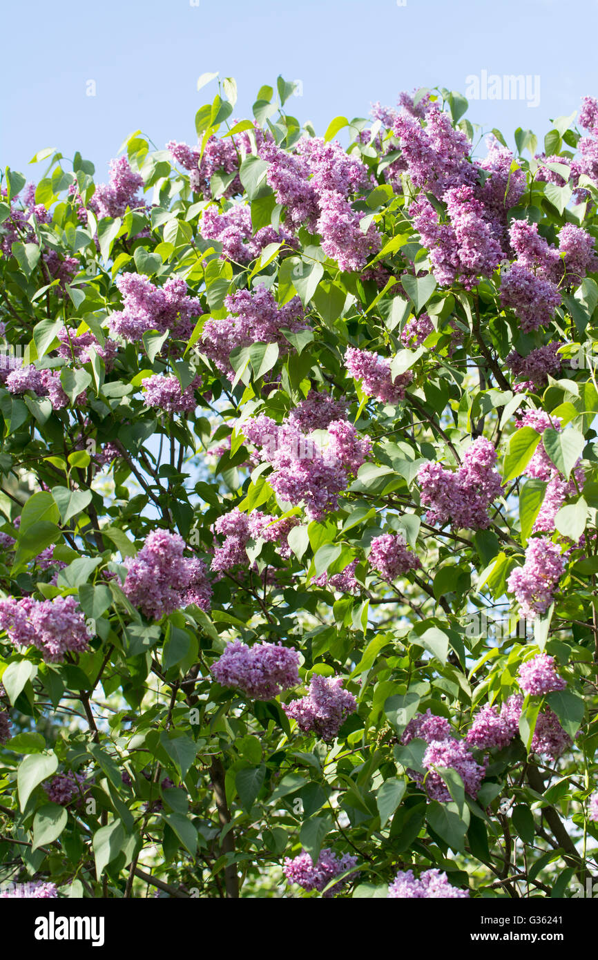 lilac bush red Stock Photo - Alamy