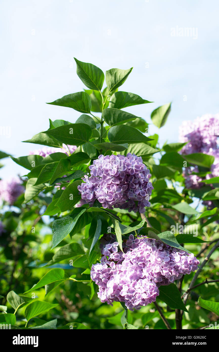 lilac bush red Stock Photo - Alamy