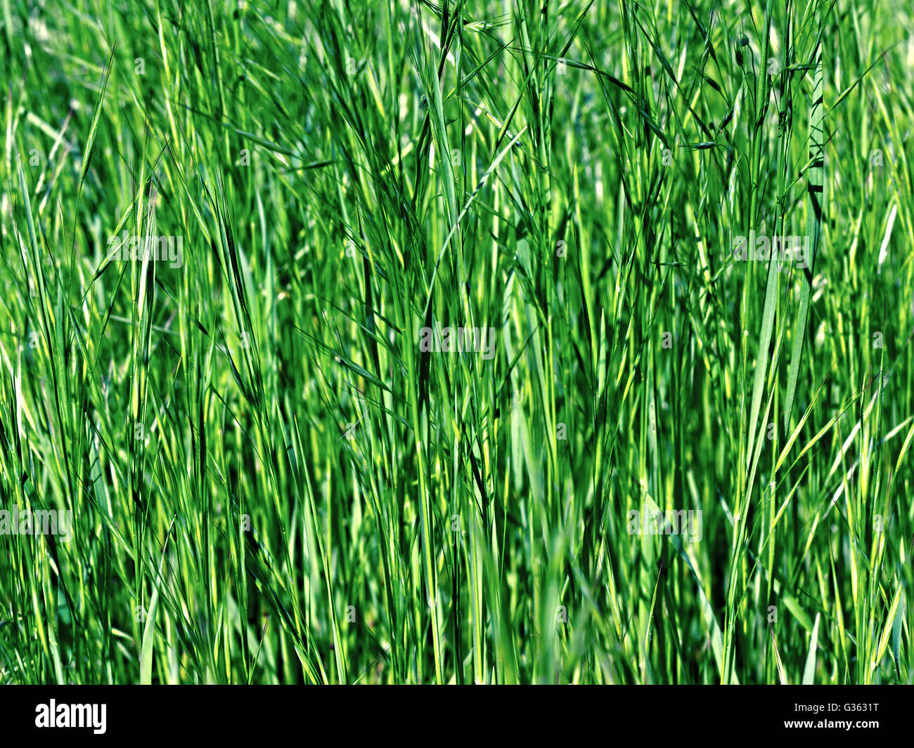 Thin grass stems hi-res stock photography and images - Alamy
