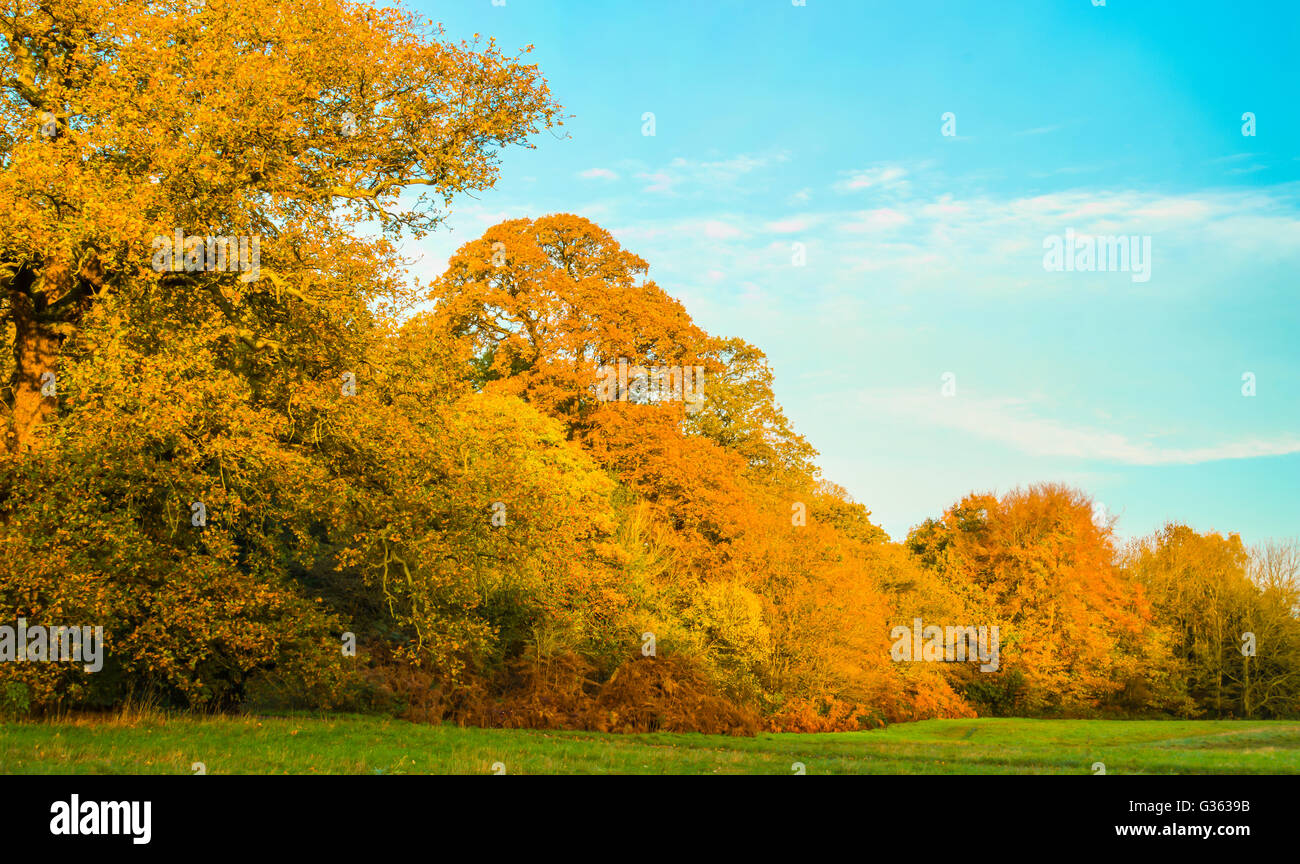 Dawn sunlight captured in the autumn trees on Hampstead Heath, London ...