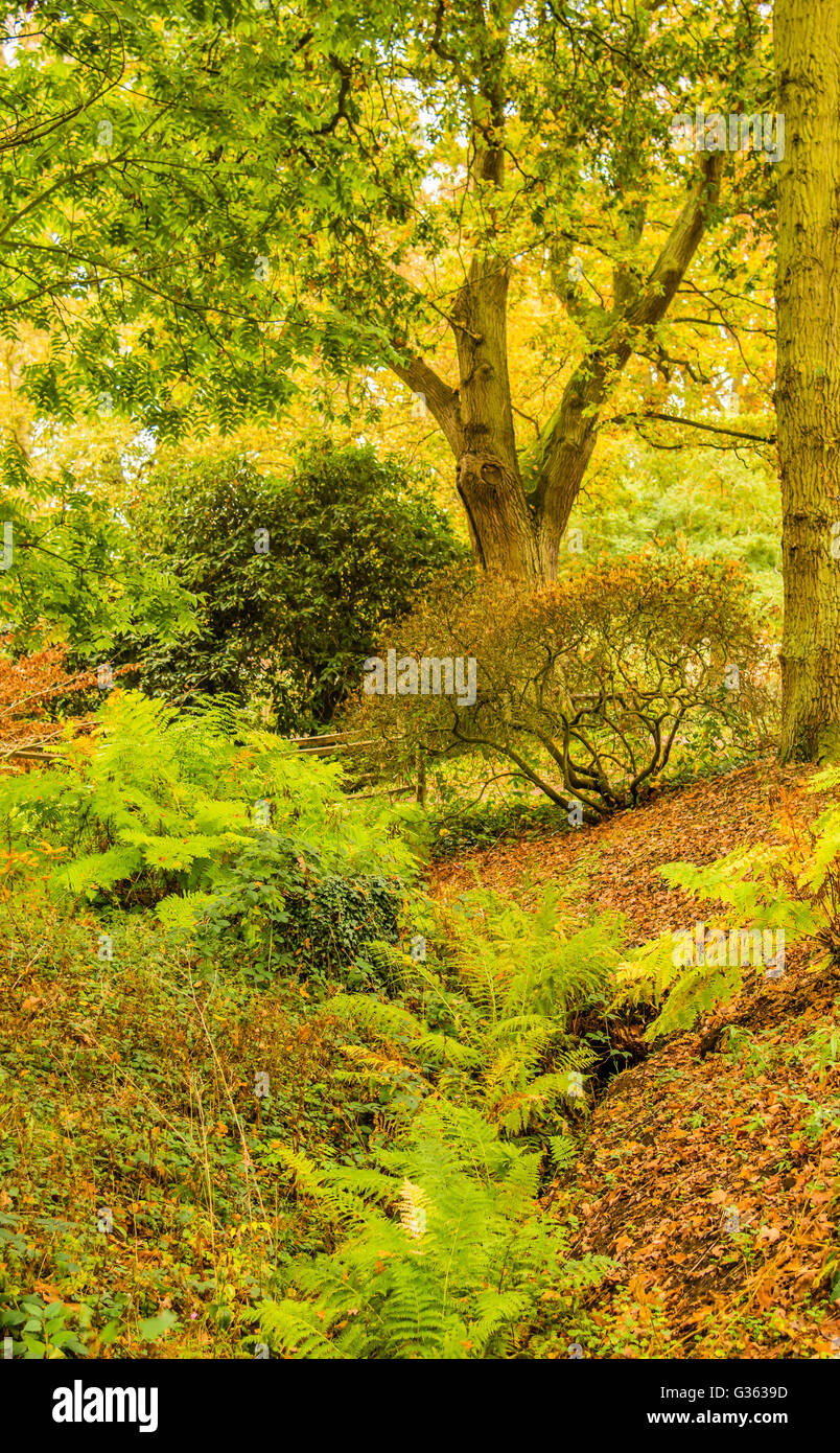 Glorious autumn colours caught in a stream at Wisley, Surrey, UK Stock ...
