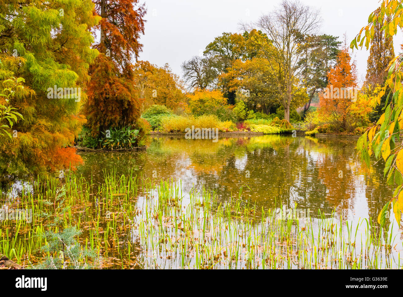 Rhs garden wisley glow hi-res stock photography and images - Alamy