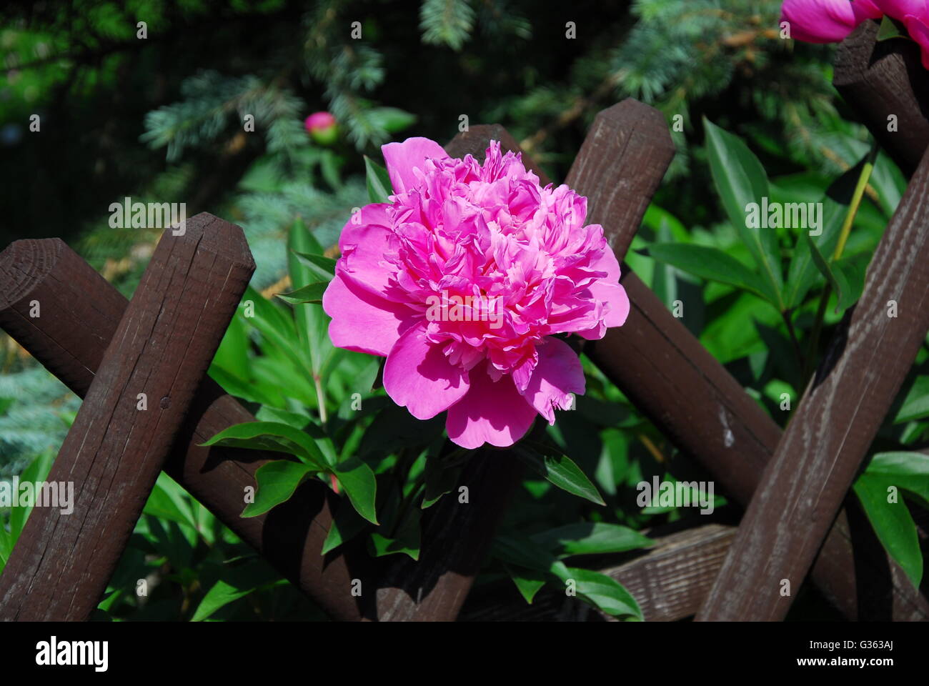 Paeonia veitchii hi-res stock photography and images - Alamy