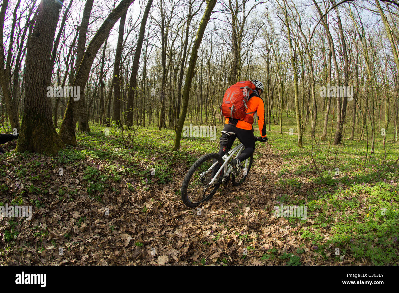 Cyclist Riding the Bike on the Trail in the Beautiful Spring Forest ...