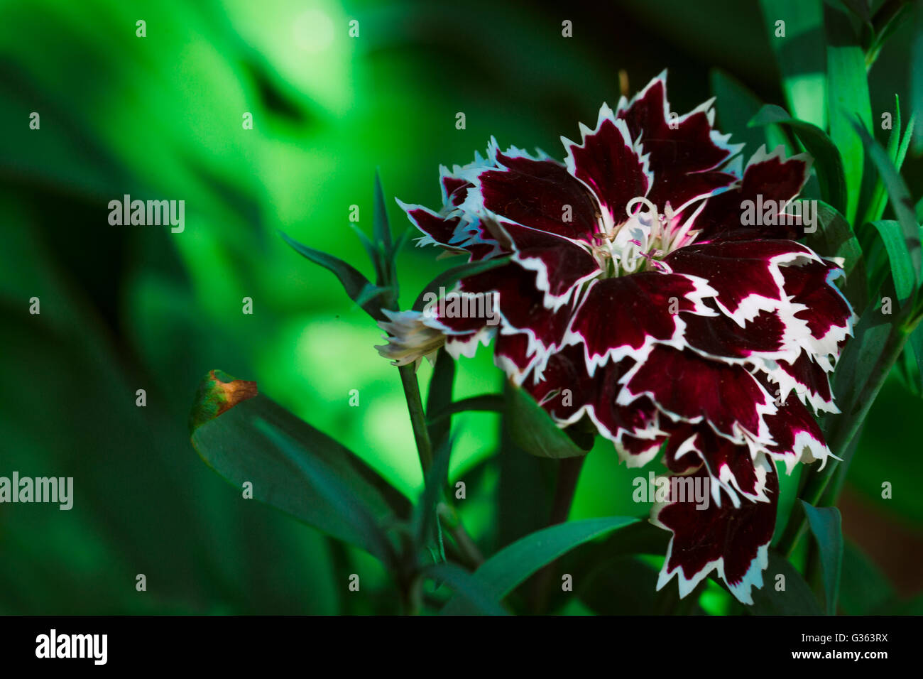 Close up yellow carnation flower dianthus hi-res stock photography and ...