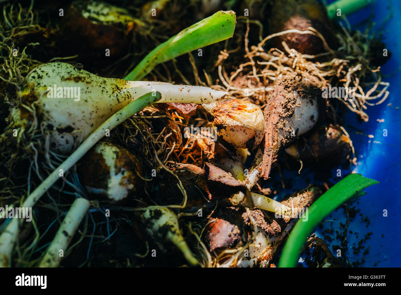 Young Tulip Plant With Bulb High Resolution Stock Photography and ...