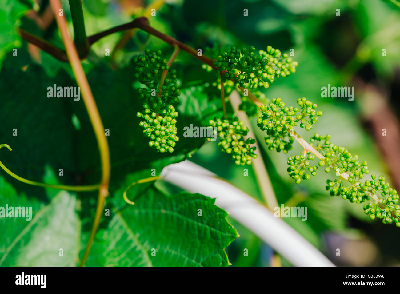 many young clusters of grapes close up Stock Photo - Alamy