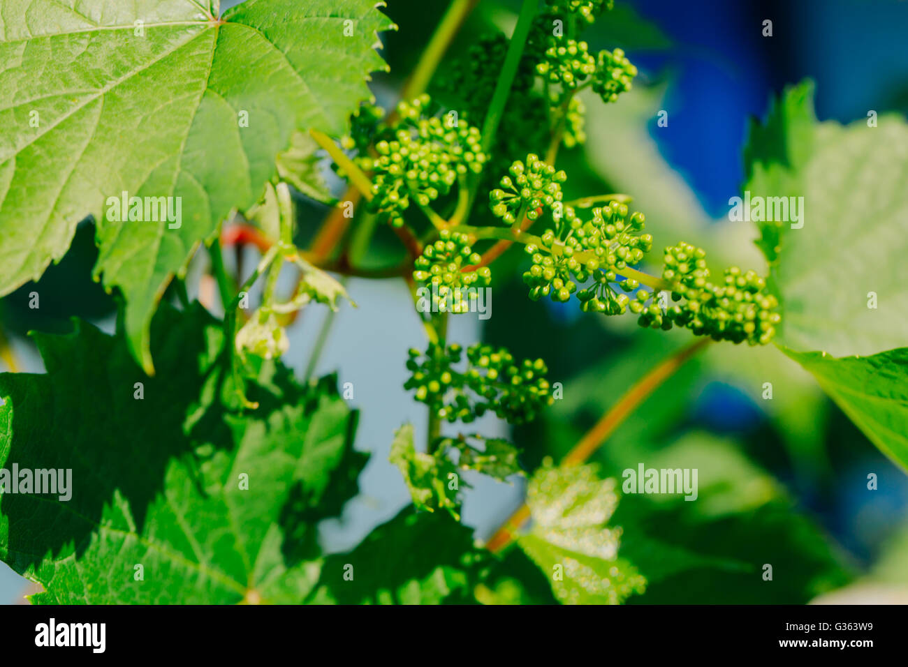 Young clusters hi-res stock photography and images - Alamy