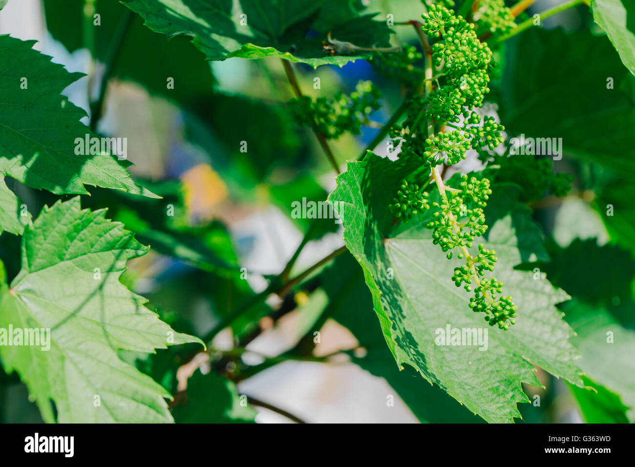 many young clusters of grapes close up Stock Photo - Alamy