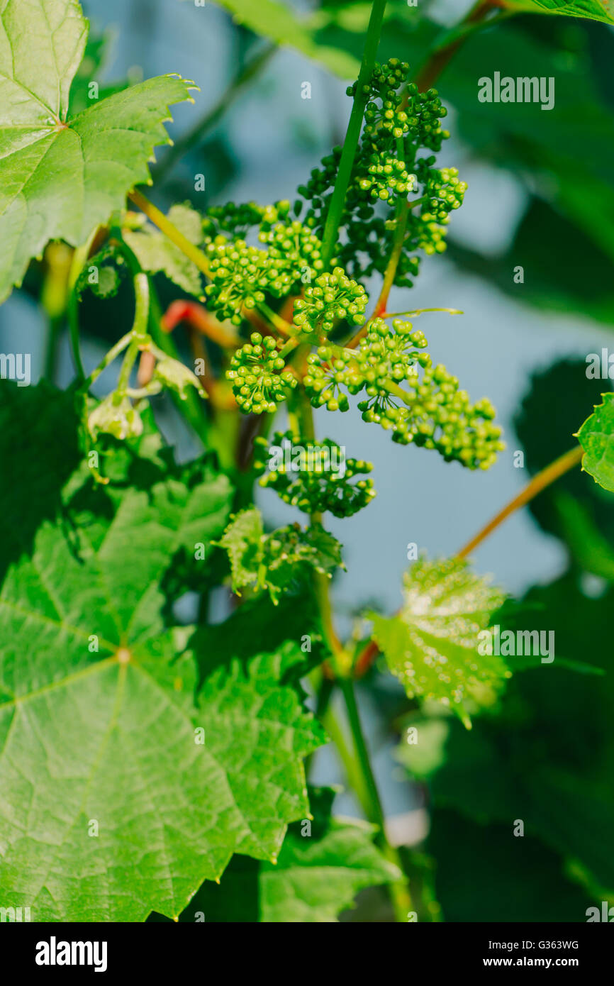 many young clusters of grapes close up Stock Photo - Alamy