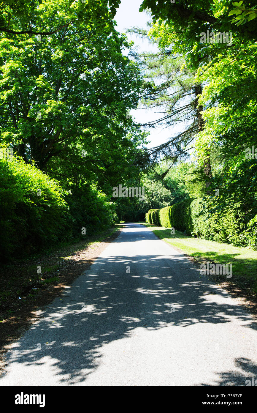 Tranquil and Isolated Country Lane Surrounded by Tree Lined Borders ...