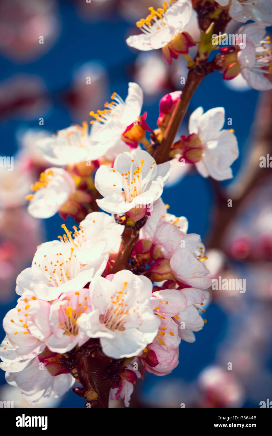 Flowering apricot tree branch against the sky Stock Photo - Alamy