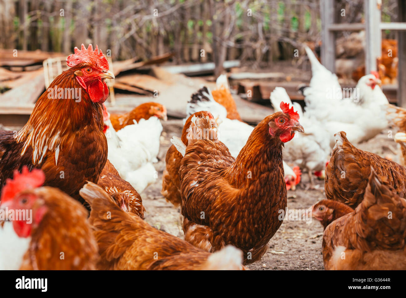 chicken and rooster walking around the yard Stock Photo - Alamy