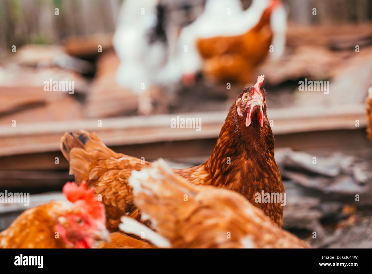 chicken and rooster walking around the yard Stock Photo - Alamy