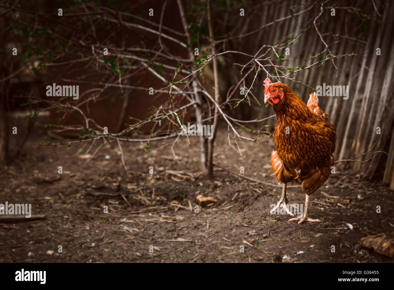 rustic chicken brown coloring on a background of grass Stock Photo - Alamy