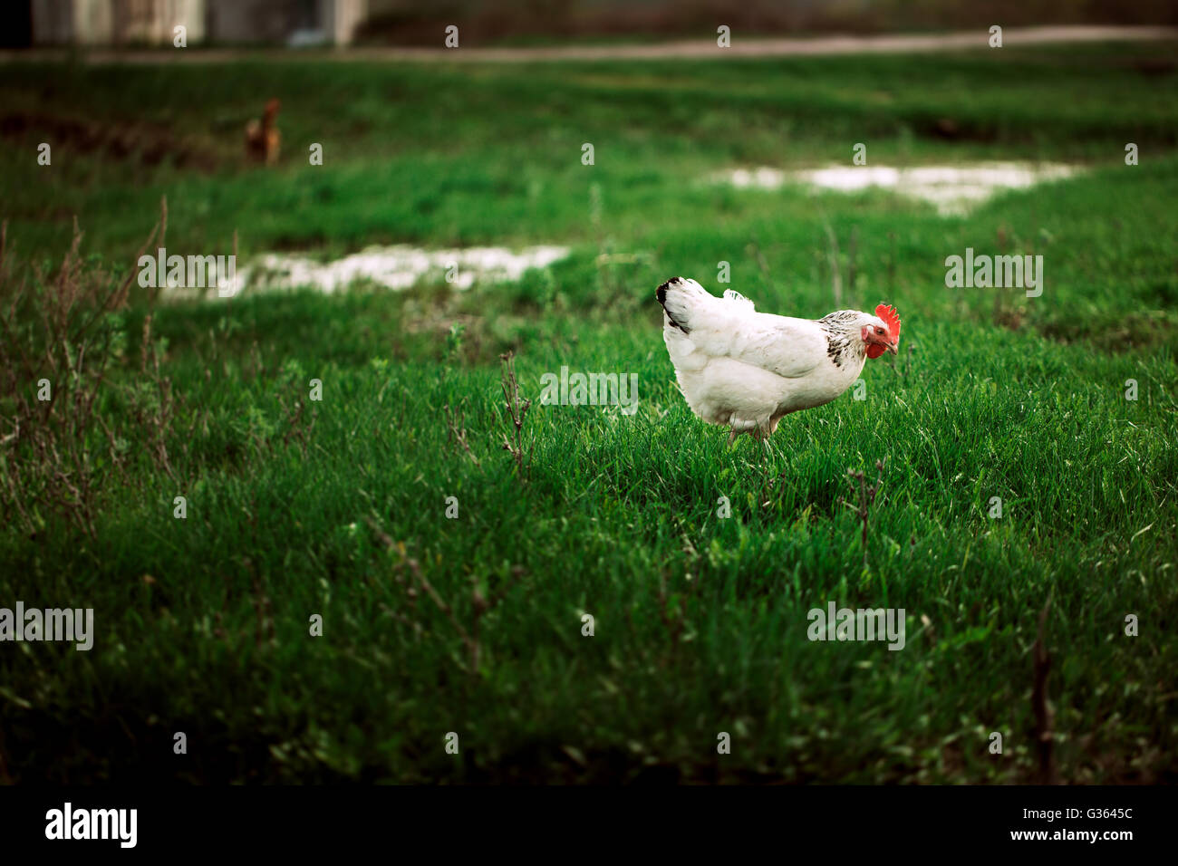 rustic chicken white coloring on a background of grass Stock Photo - Alamy