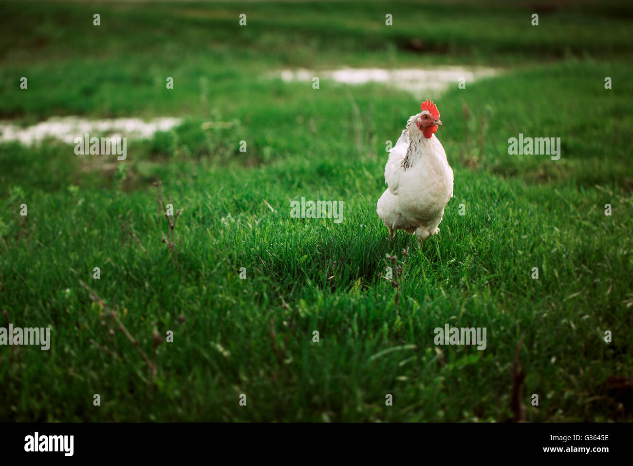 rustic chicken white coloring on a background of grass Stock Photo - Alamy