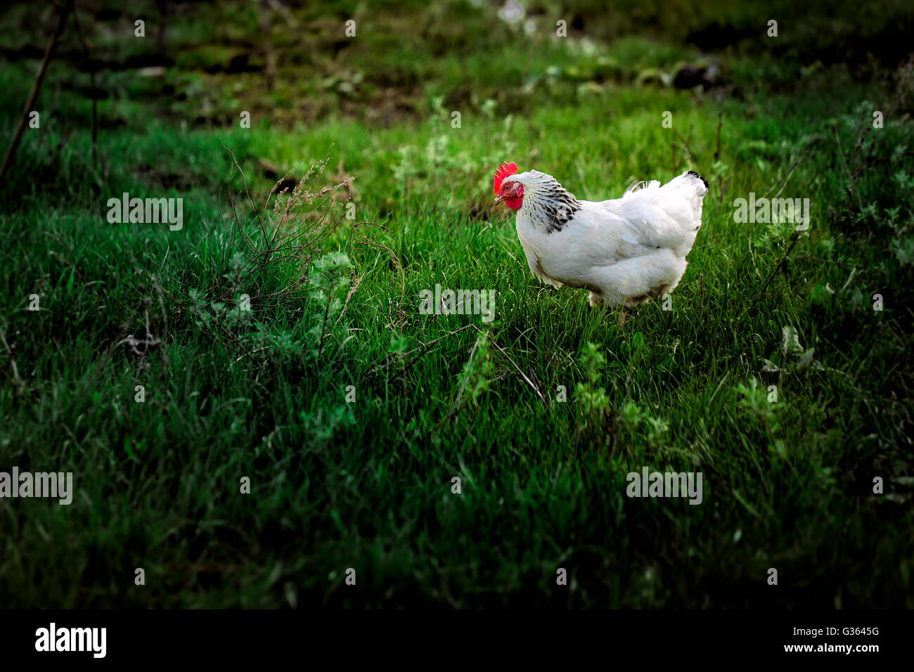 rustic chicken white coloring on a background of grass Stock Photo - Alamy