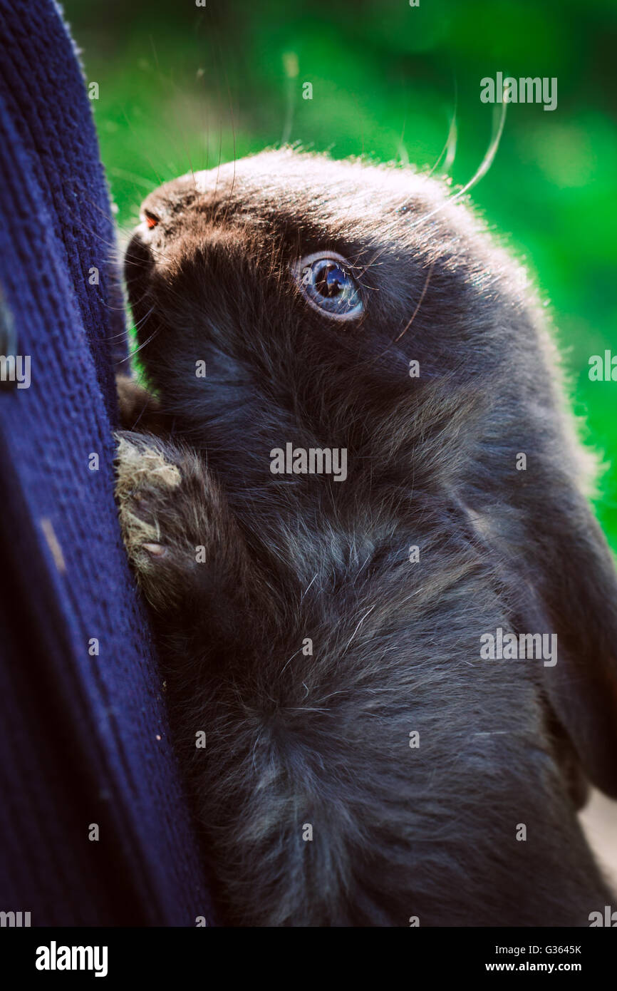 rustic rabbit dark coloring sits on hands on a background of grass ...