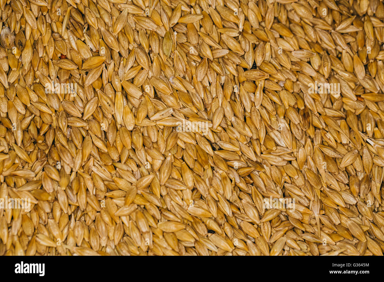 lot of fresh grains of wheat close-up Stock Photo - Alamy