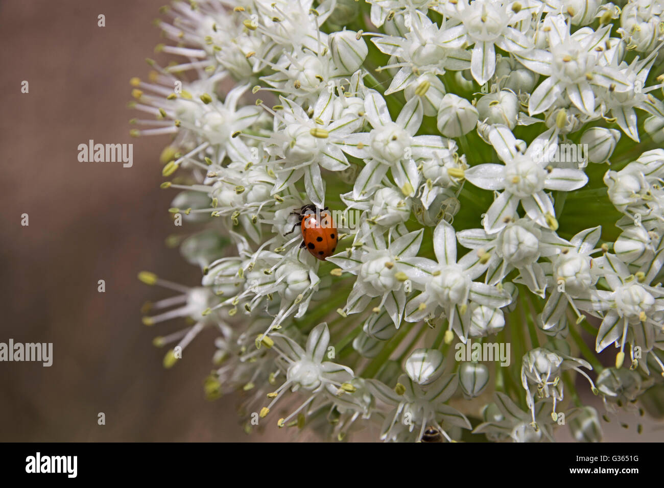 Lady Lucky High Resolution Stock Photography and Images - Alamy